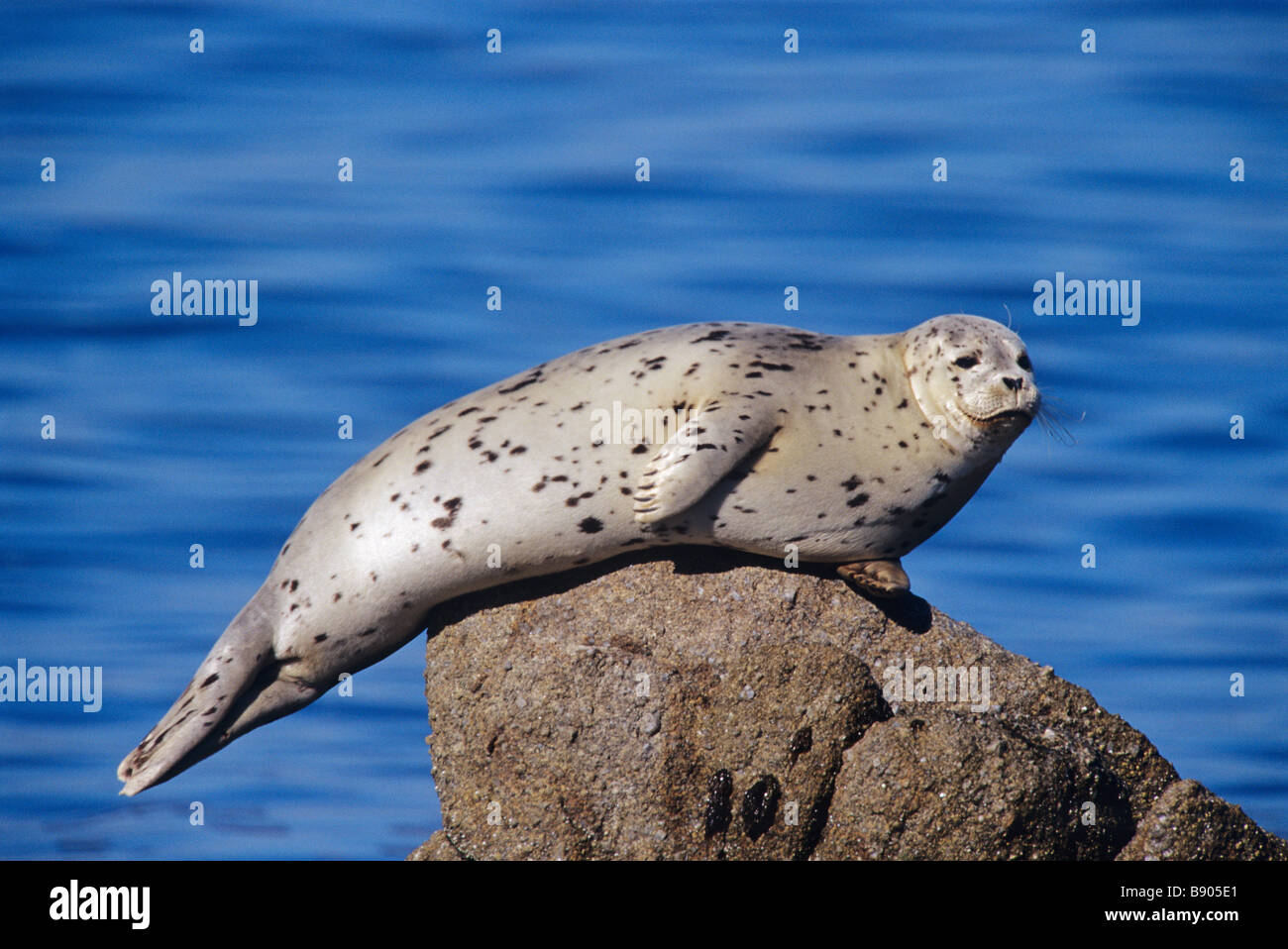 PACIFIC HARBOR SEAL, MONTEREY, CALIFORNIA, U.S.A Stock Photo - Alamy