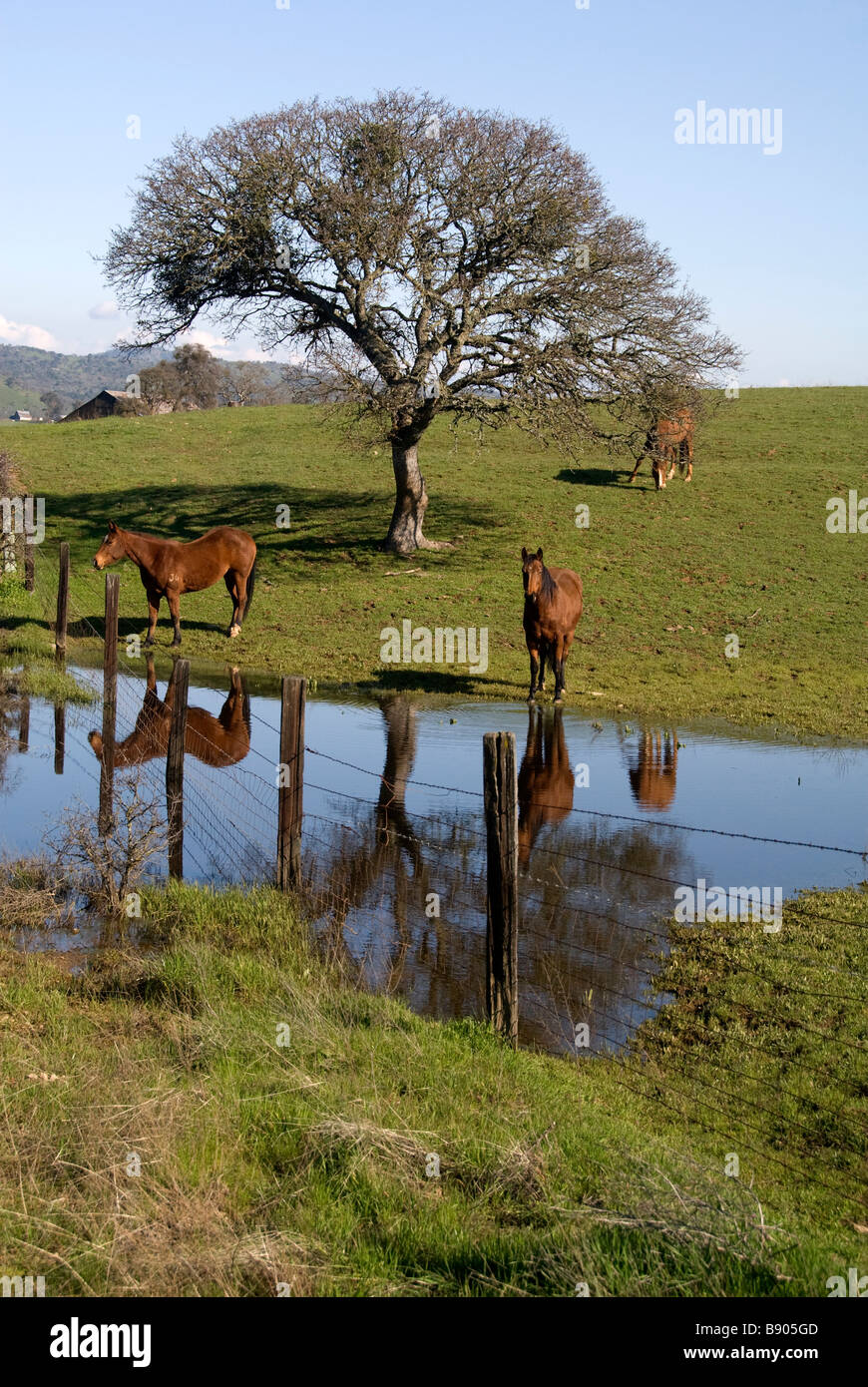 Horse ranch near Rock Creek Road Central Valley in Northern California ...