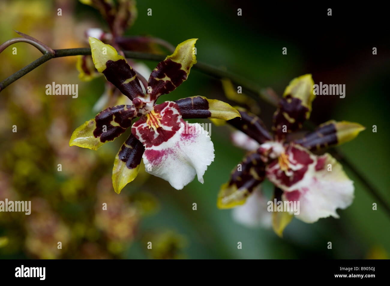 Oncidium hi-res stock photography and images - Alamy
