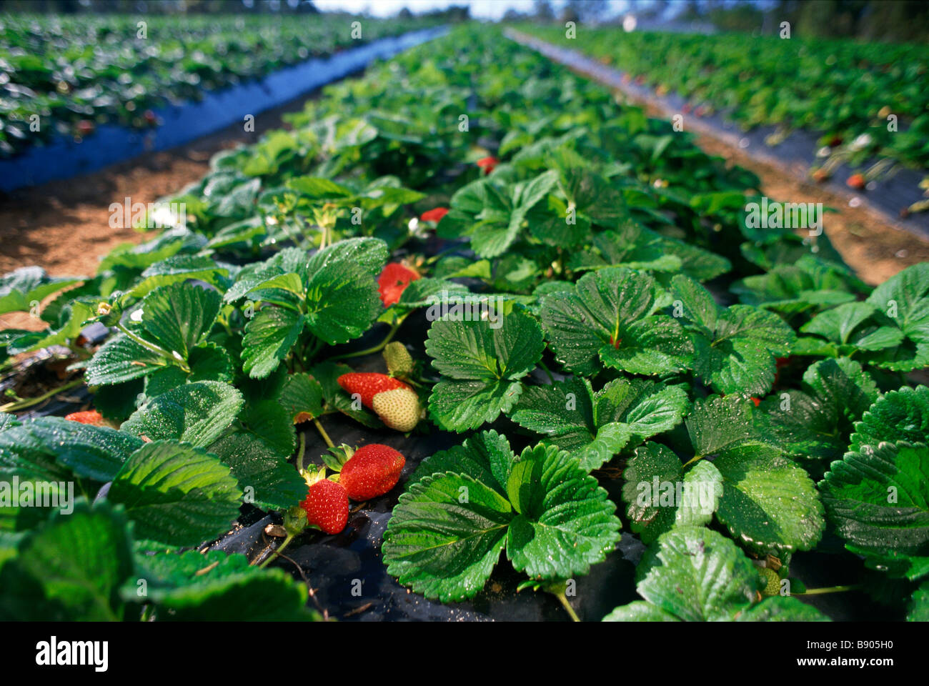 Strawberry harvest australia hi-res stock photography and images - Alamy