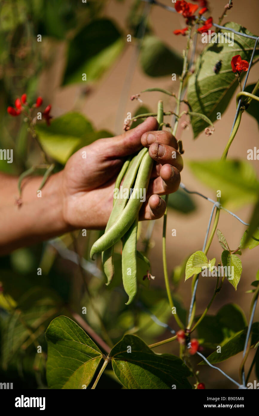 A man's hand holds a bunch of long green beans growing on their vine on ...