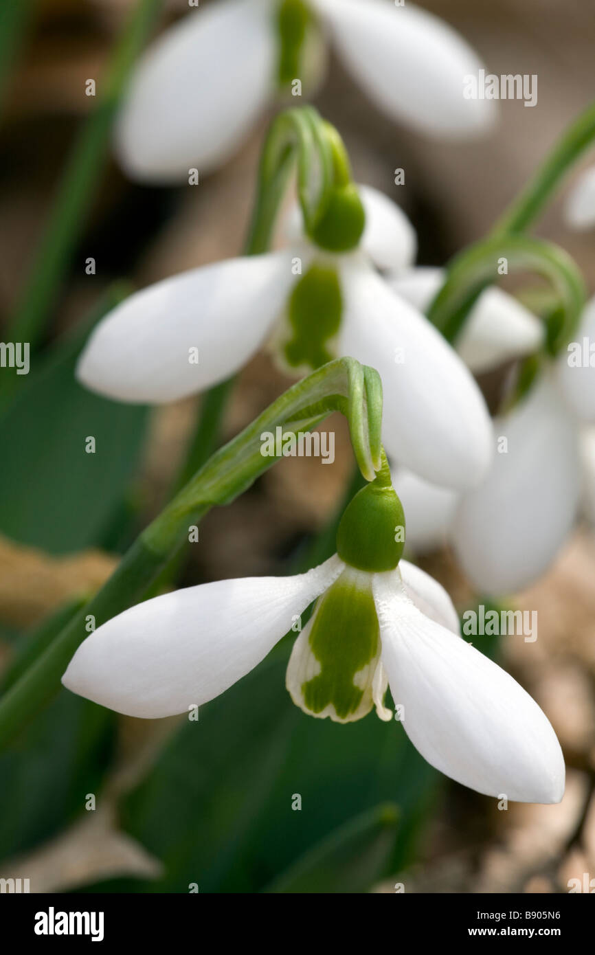 Snowdrop like flowers hi-res stock photography and images - Alamy