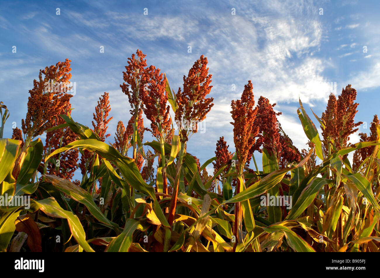 Sorghum Cultivation