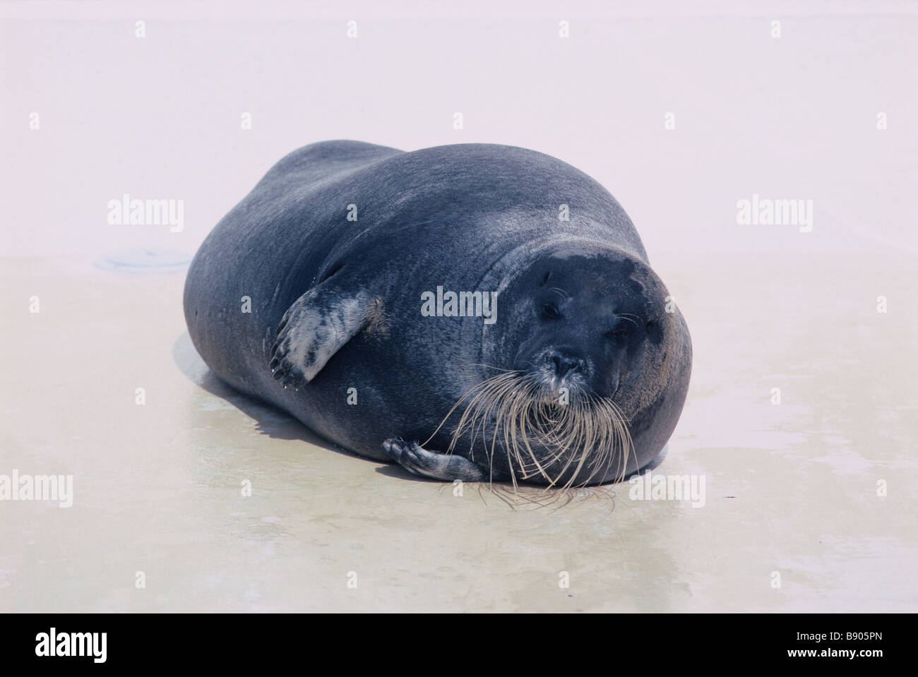 Bearded flipper seal hi-res stock photography and images - Alamy