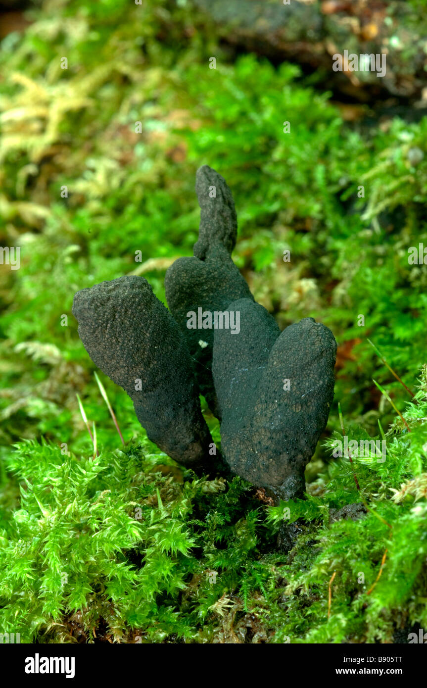 Dead mans fingers fungus xylaria hi-res stock photography and images ...