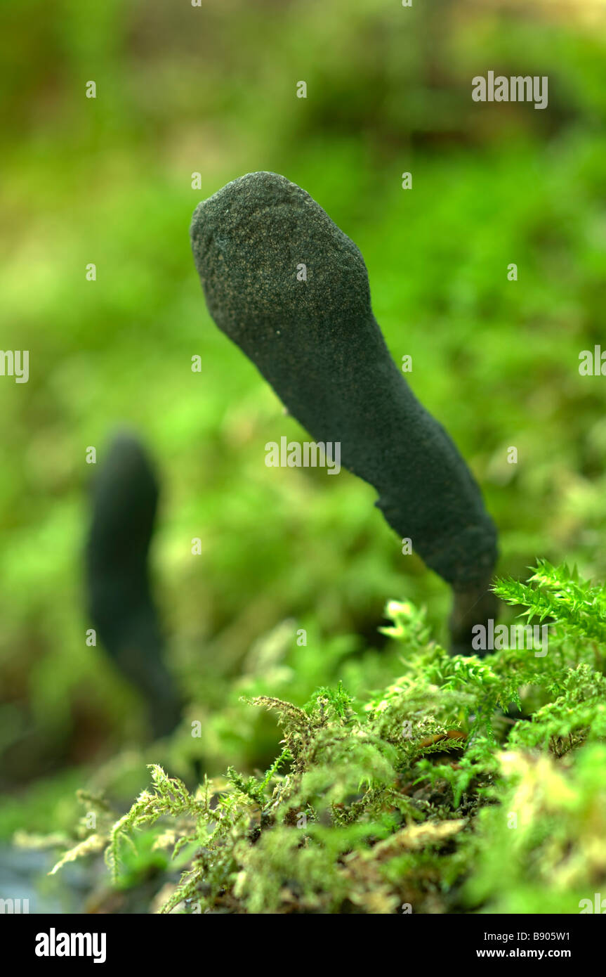 Dead mans fungi hi-res stock photography and images - Alamy