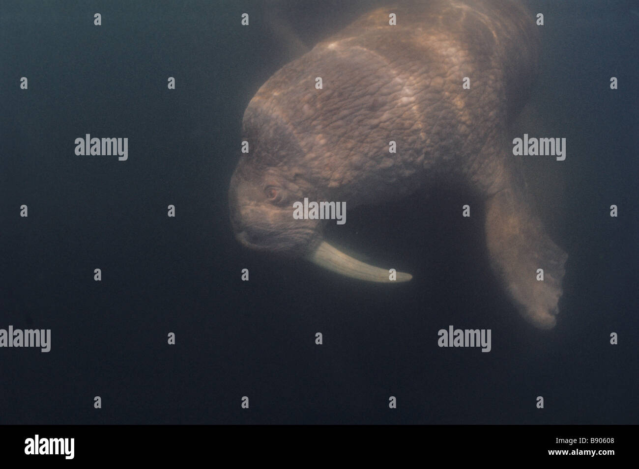 Walrus flipper hi-res stock photography and images - Alamy