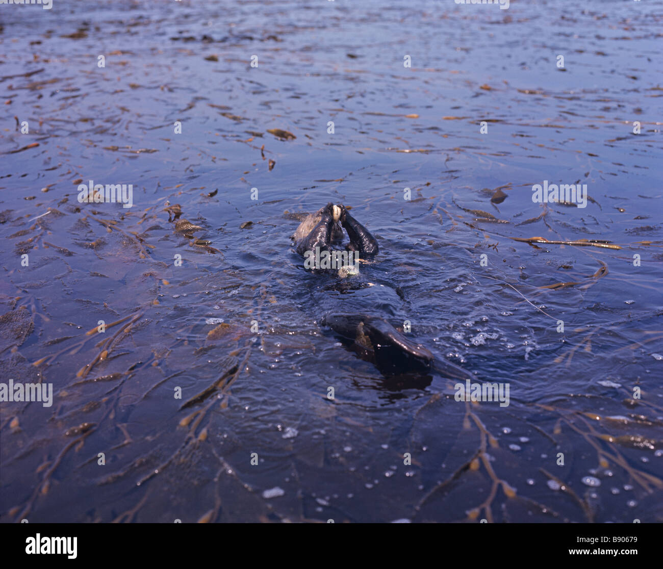 Sea otter clam hi-res stock photography and images - Alamy