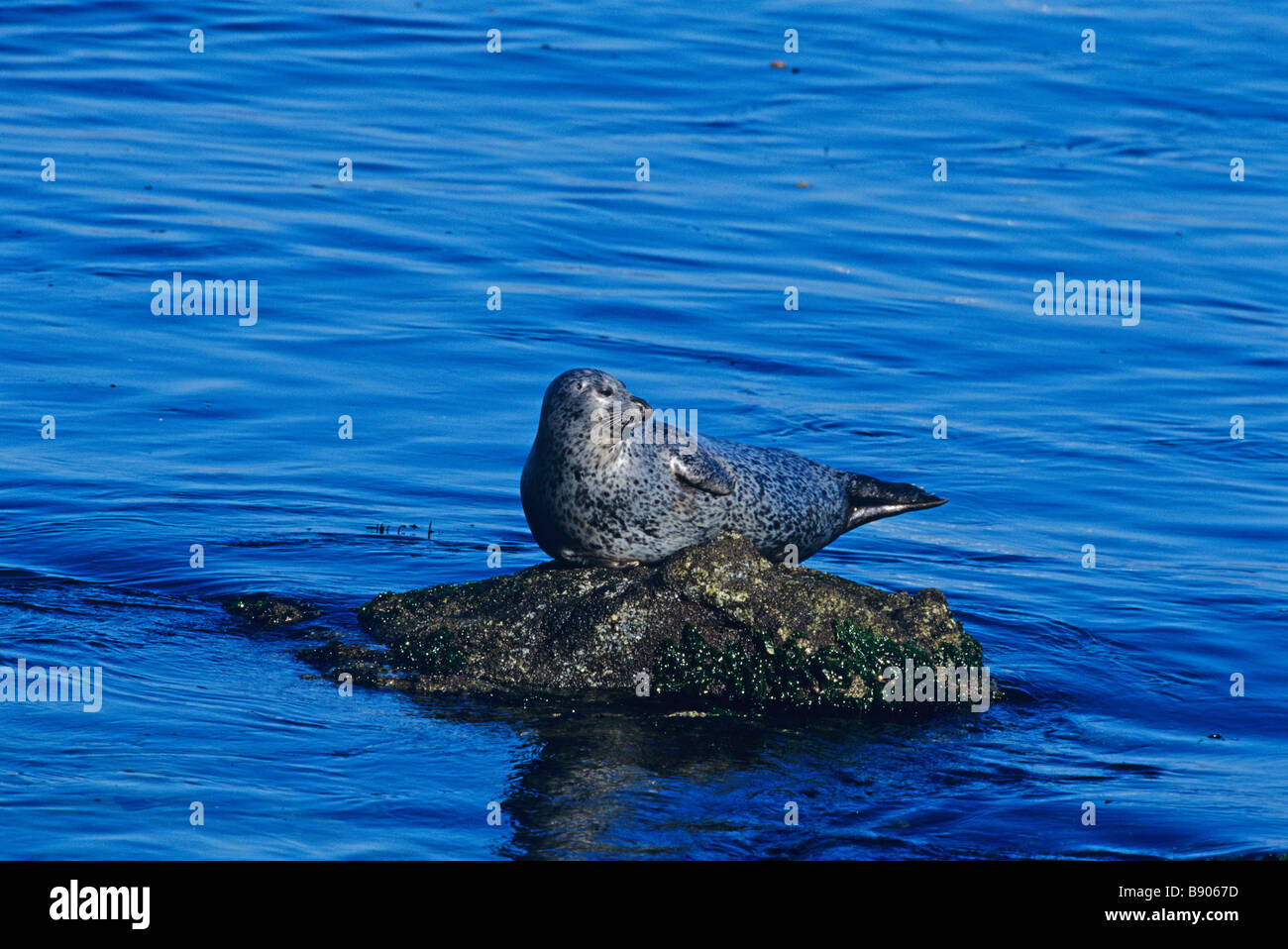 PACIFIC HARBOR SEAL, MONTEREY, CALIFORNIA, U.S.A Stock Photo - Alamy