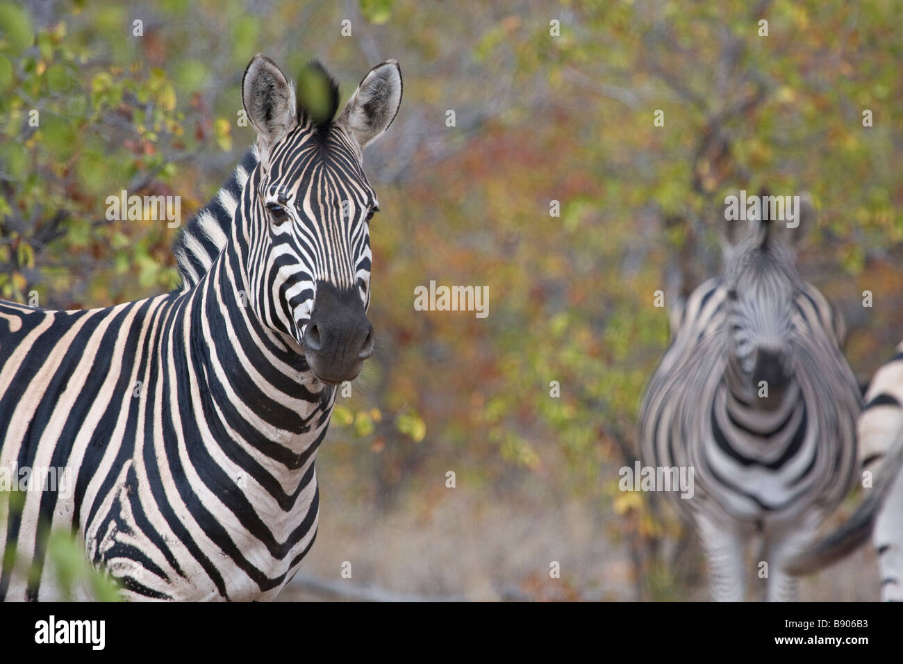 Zebra graze in the Kruger National Park in South Africa Stock Photo - Alamy