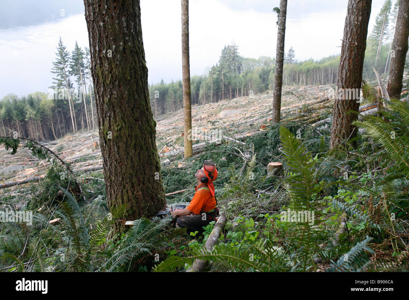 A logger cutting down a tree with a chainsaw on Vancouver Island ...