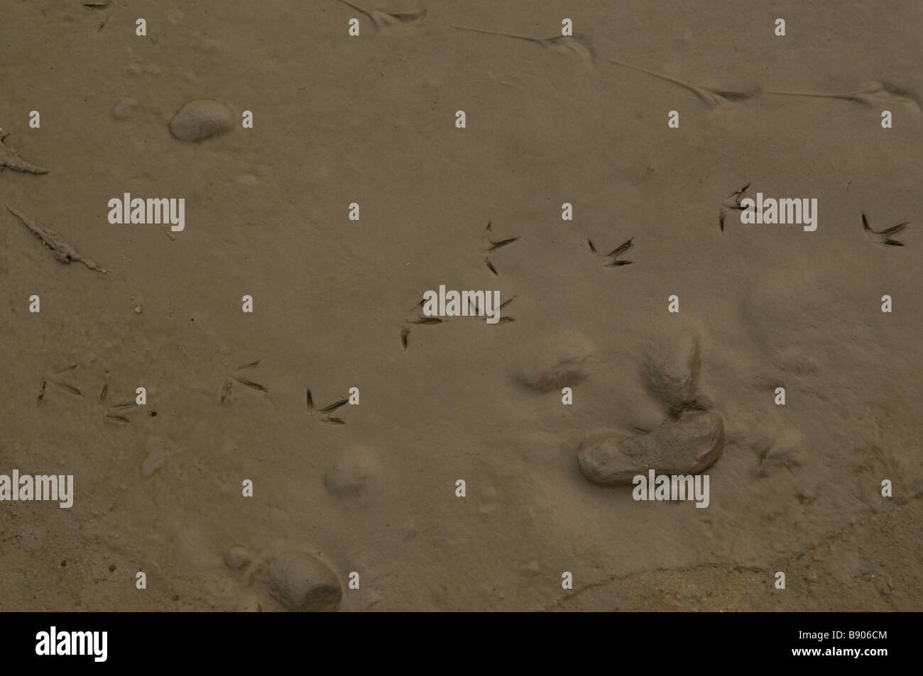 Bird tracks on Savannah River Banks, high angle view Stock Photo - Alamy