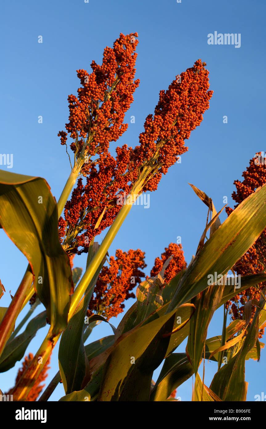 Sorghum Seeds High Resolution Stock Photography and Images - Alamy