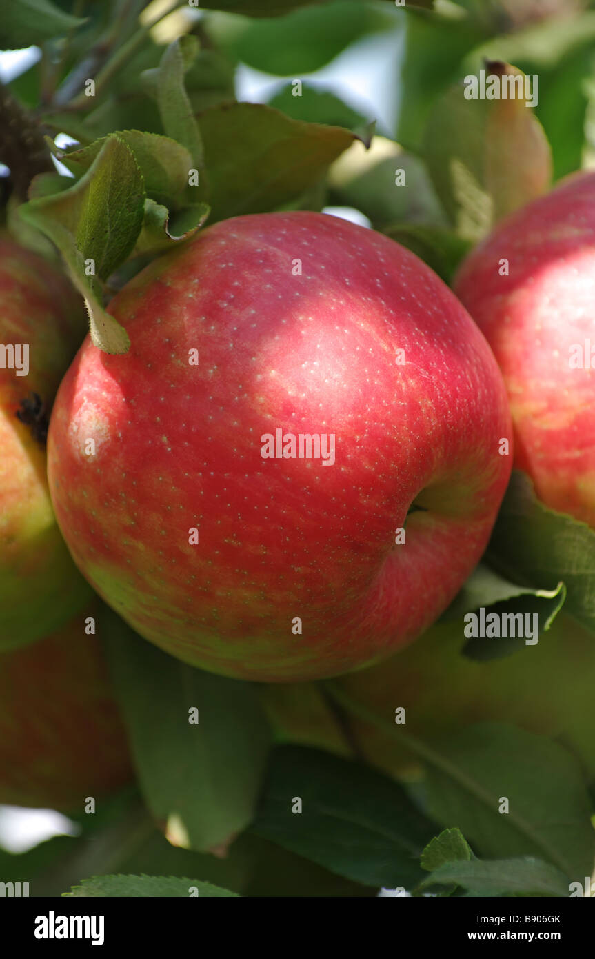 Apples hanging from tree hi-res stock photography and images - Alamy