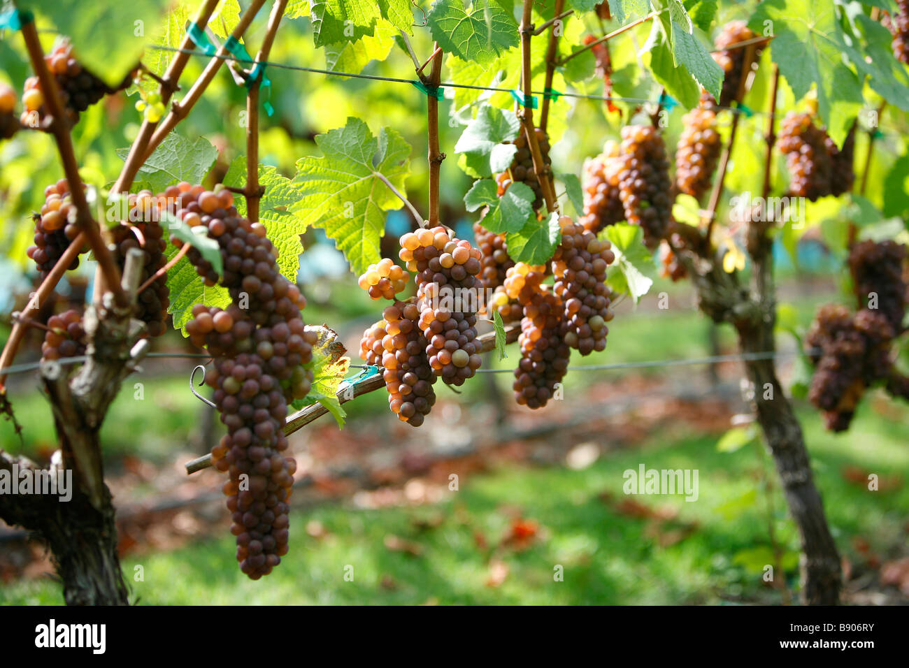 100 mile diet hi-res stock photography and images - Alamy