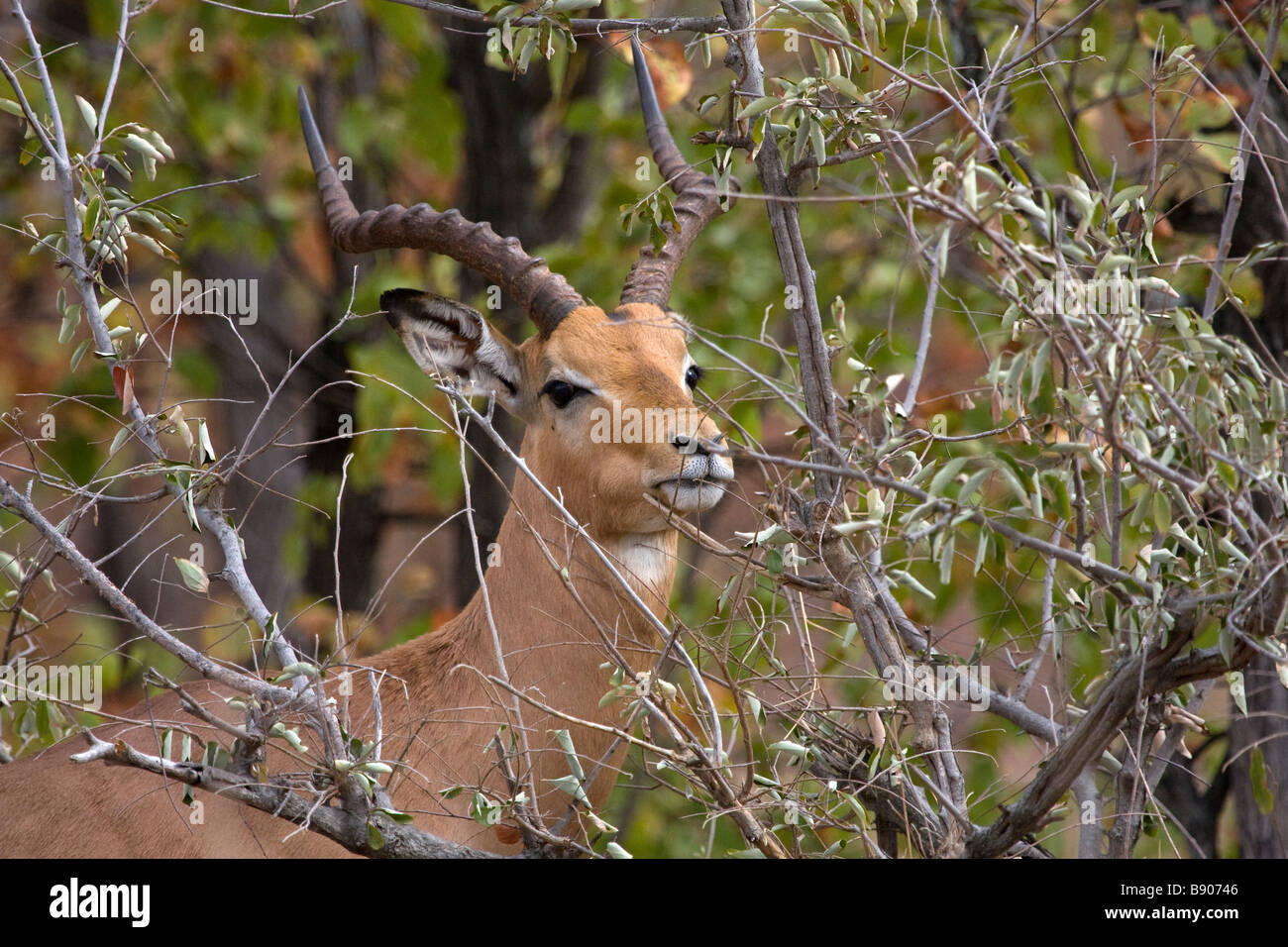 Gazelle (Rooibok) stand in the Kruger National Park in South Africa ...