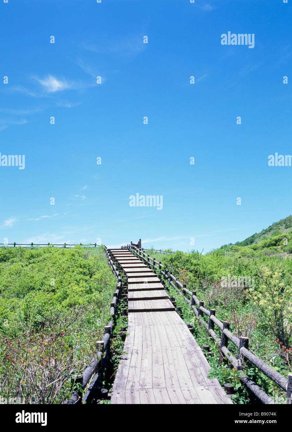Boardwalk through grass Stock Photo - Alamy