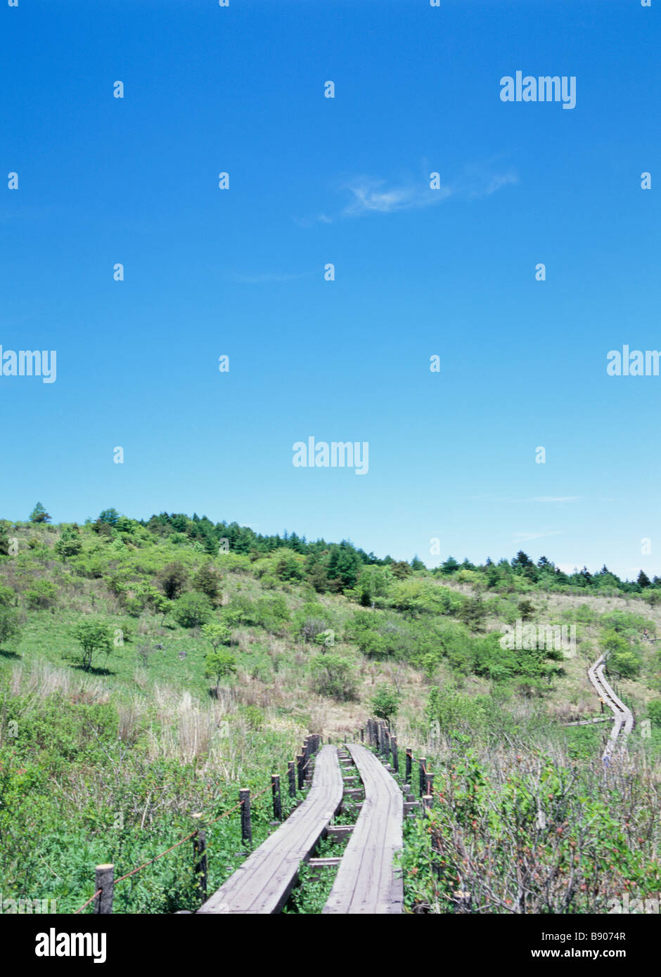 Boardwalk through grass Stock Photo - Alamy