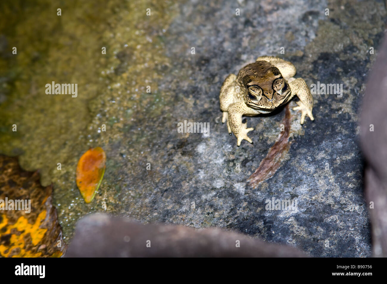 Asian common toad (Bufo melanostictus, Duttaphrynus melanostictus), a.k ...