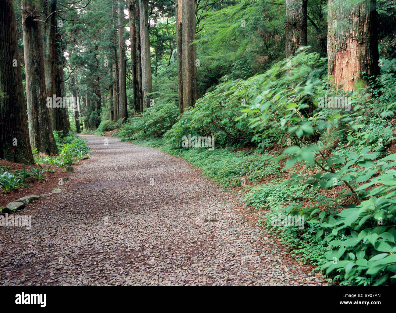 Road through forest Stock Photo - Alamy
