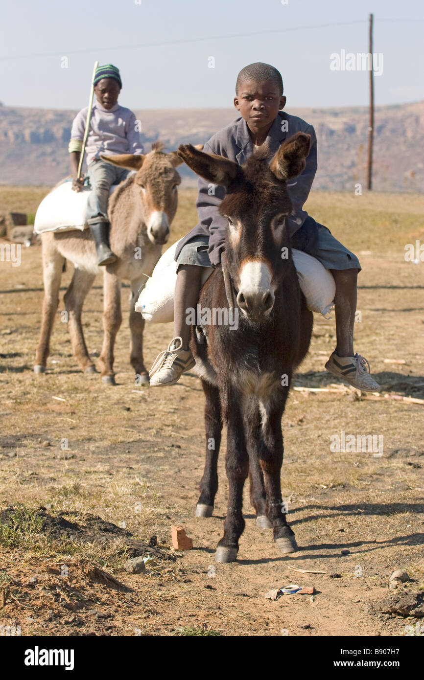 Children transport bags of corn on their donkeys next to the road in ...