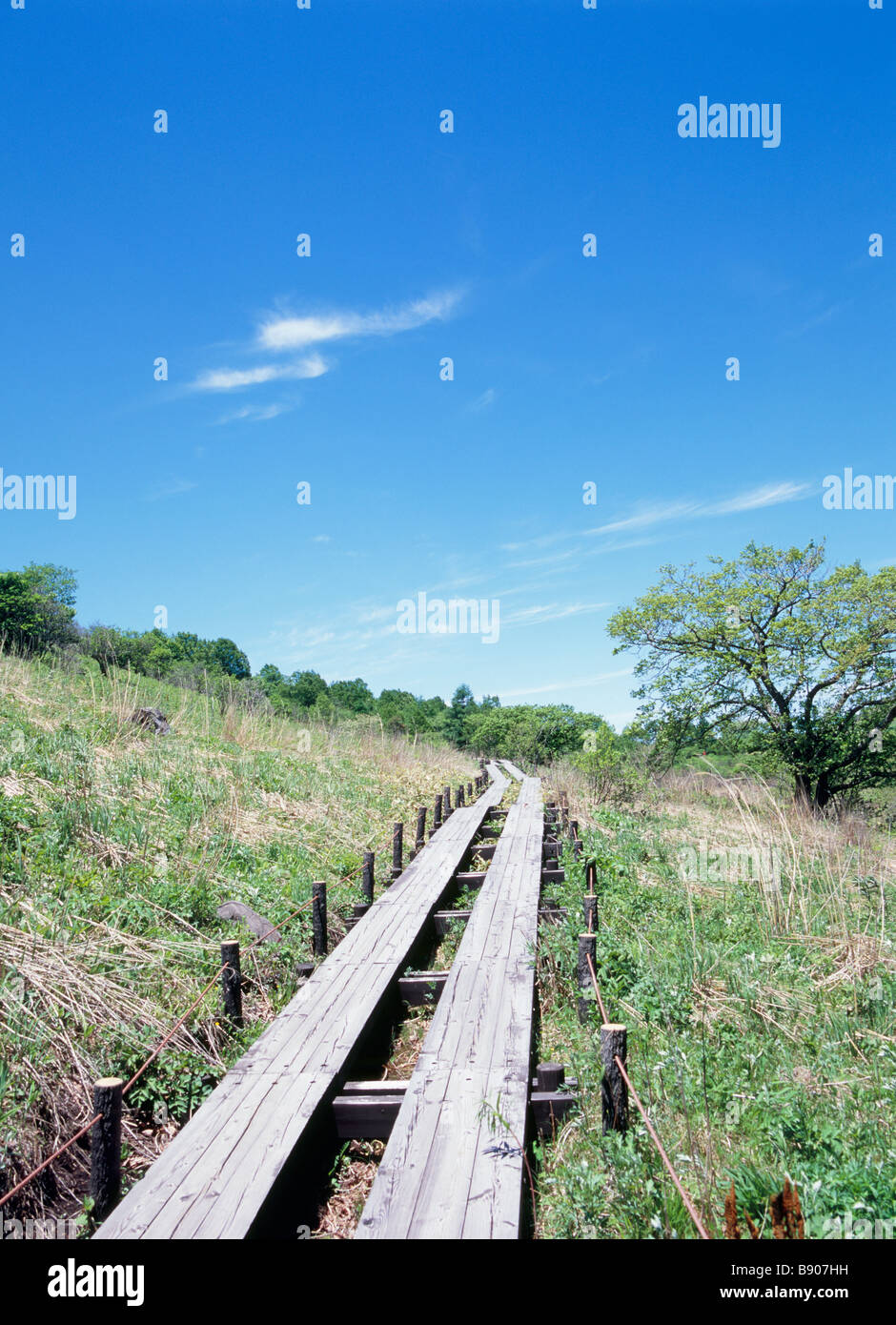 Boardwalk through grass Stock Photo - Alamy