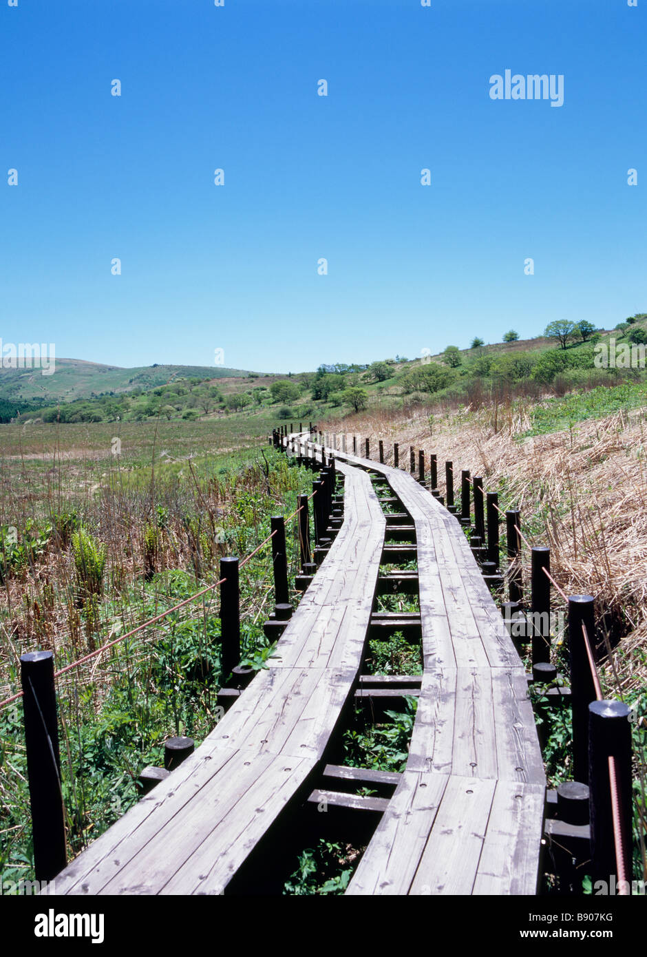 Boardwalk through grass Stock Photo - Alamy