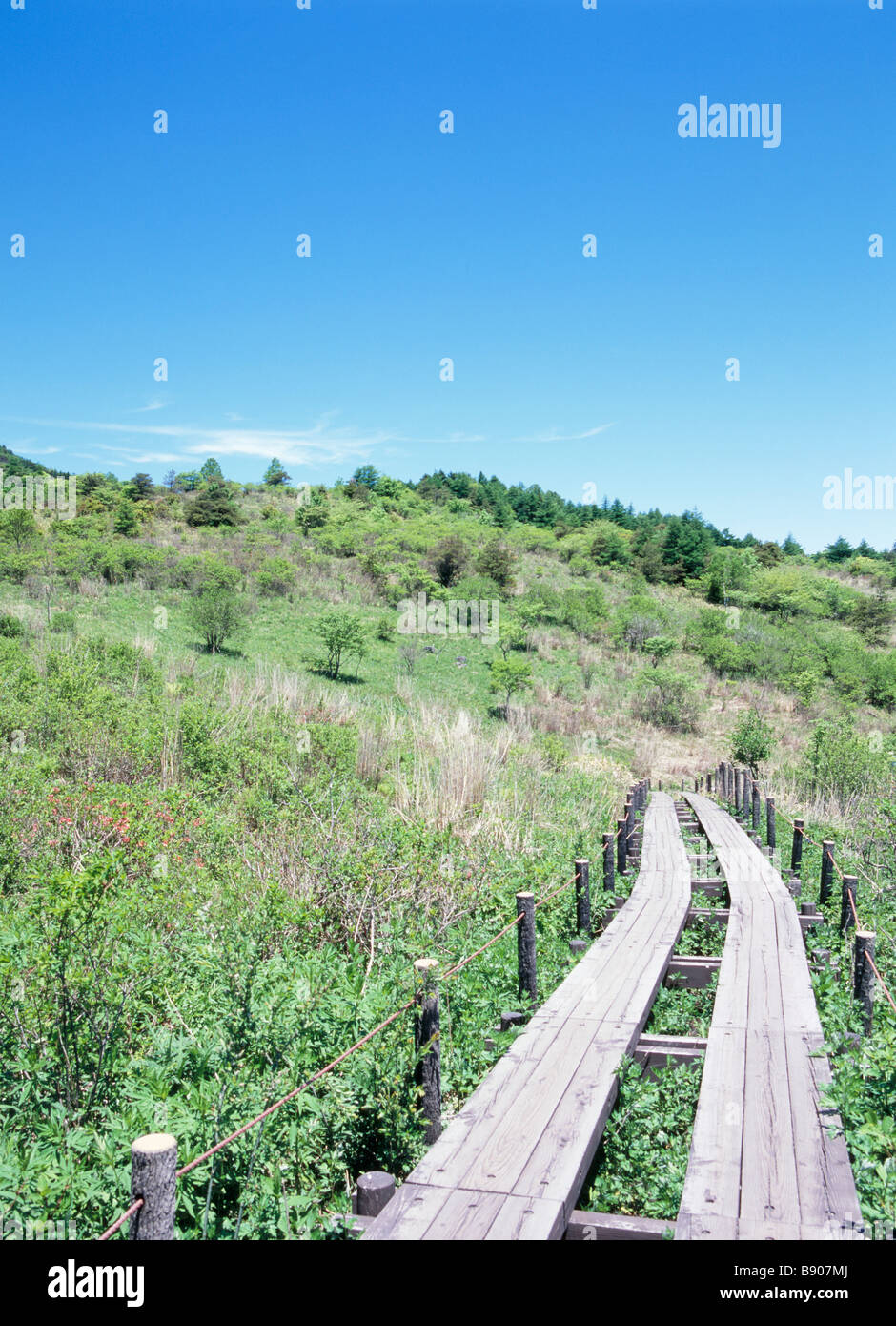 Boardwalk through grass Stock Photo - Alamy
