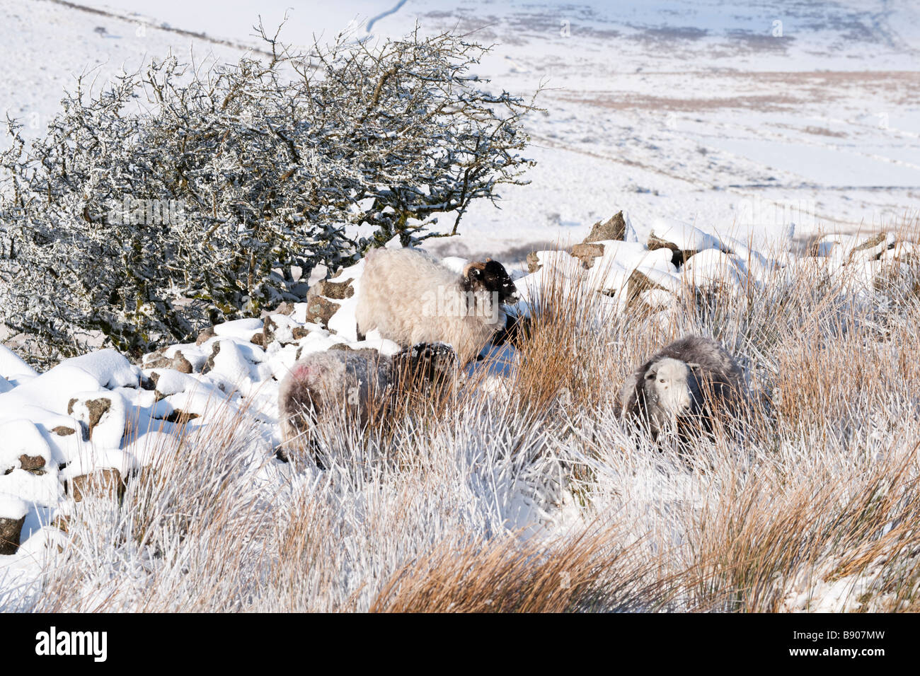 Ram moorland hi-res stock photography and images - Alamy