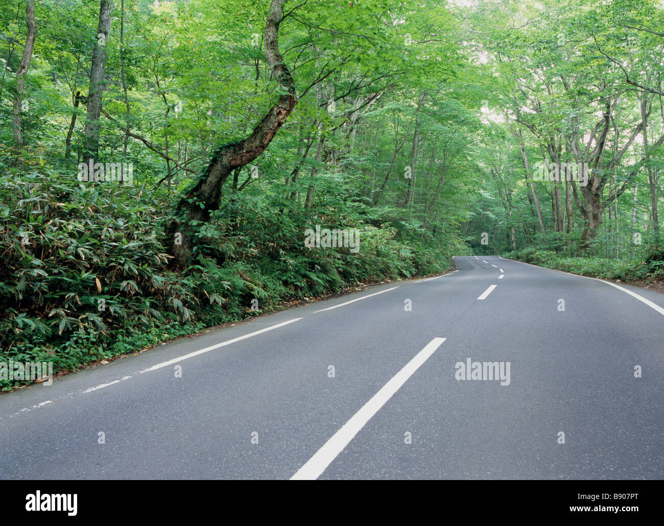 Road through forest Stock Photo - Alamy