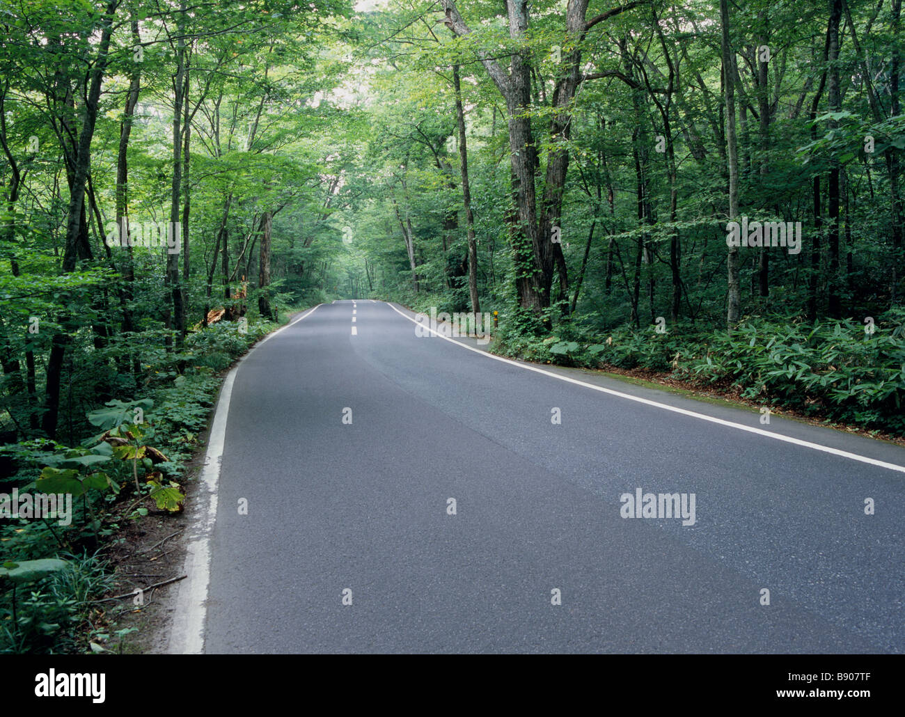 Forest road High Resolution Stock Photography and Images - Alamy