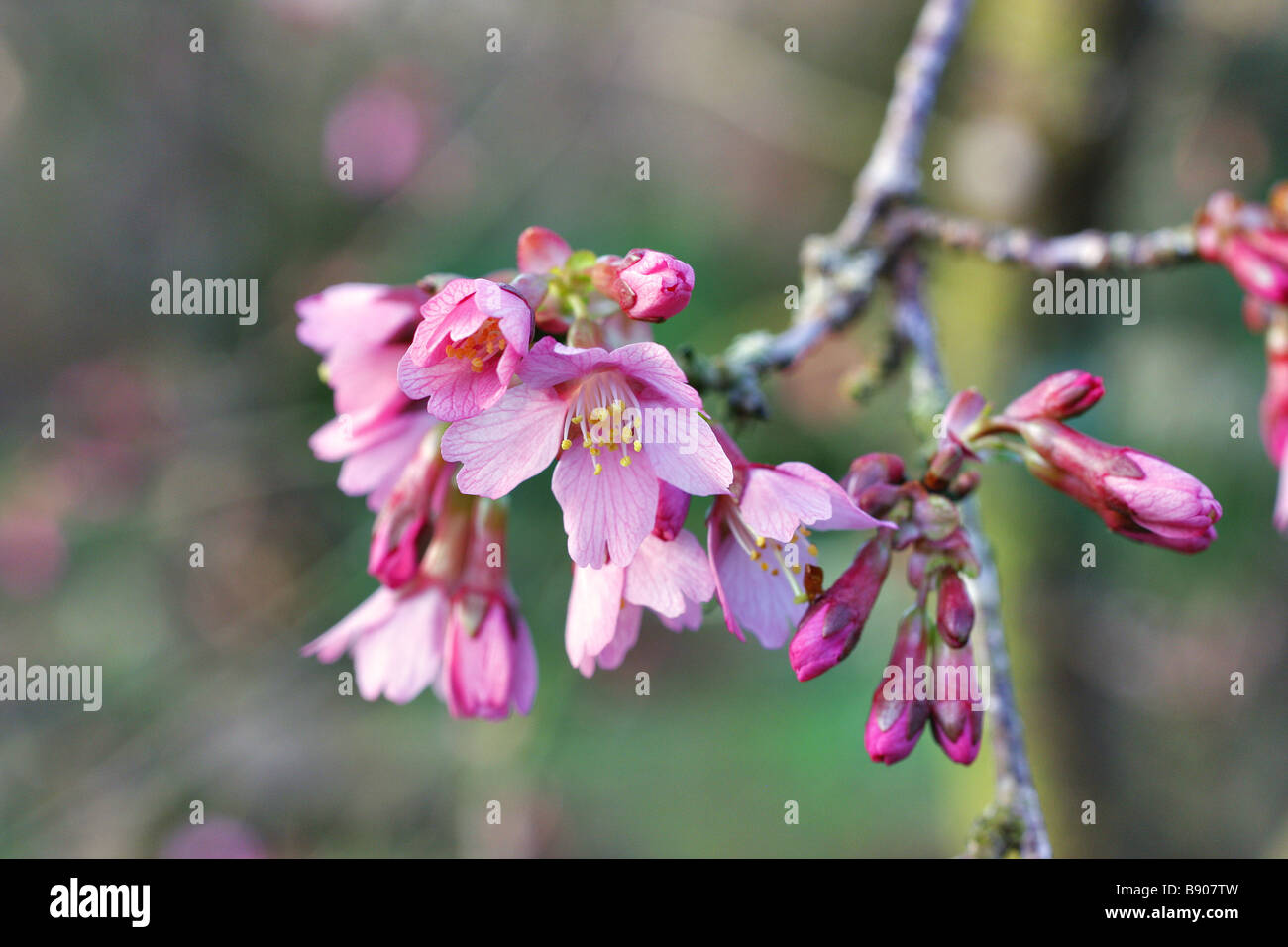 Okame cherry tree hi-res stock photography and images - Alamy