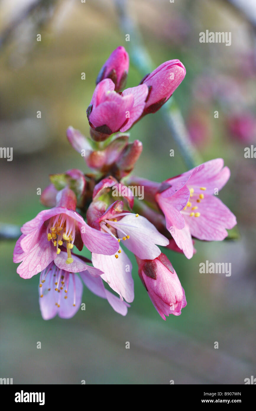 Okame cherry tree hi-res stock photography and images - Alamy