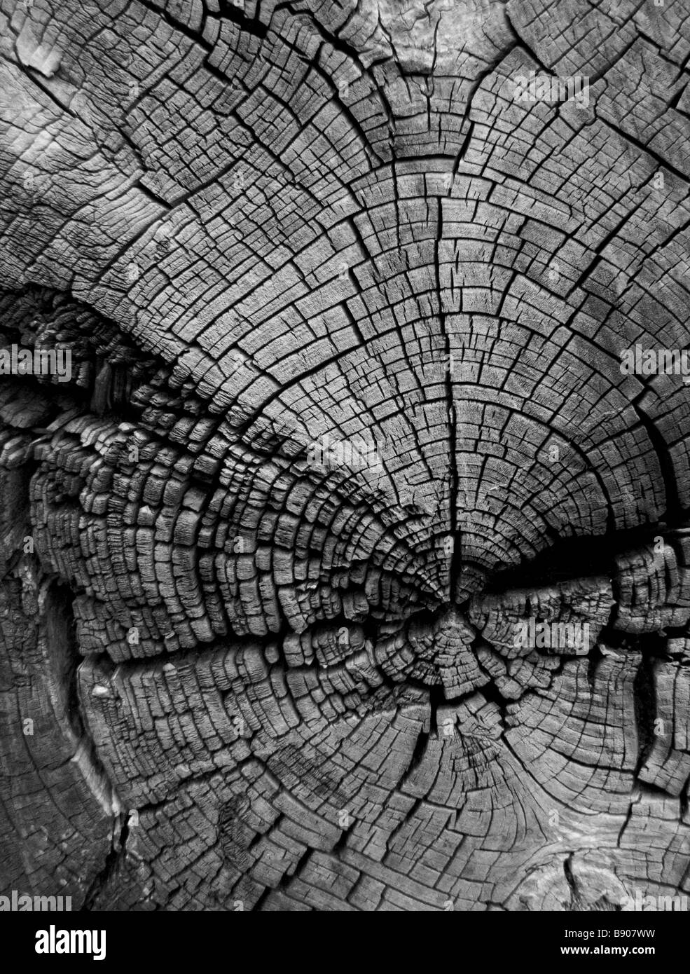 Cracked tree stump showing age rings in black and white Stock Photo - Alamy