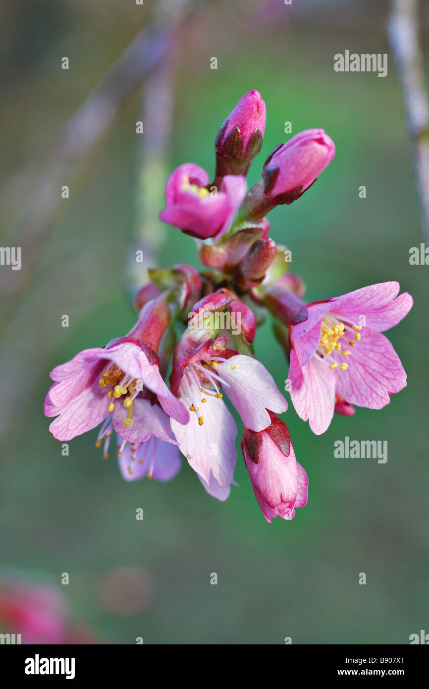 Okame cherry tree hi-res stock photography and images - Alamy