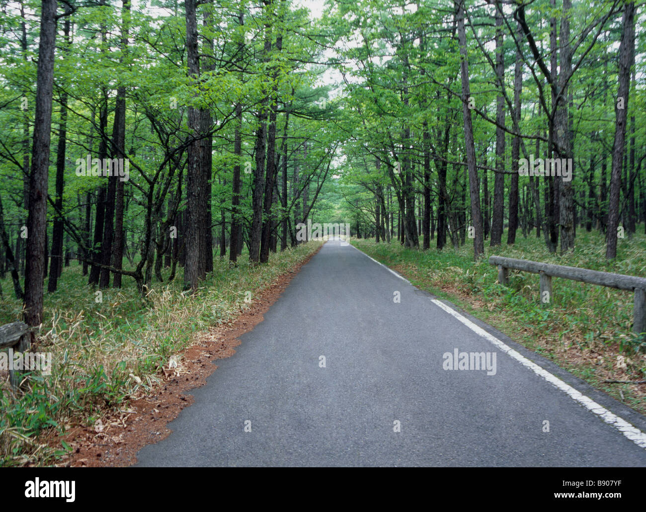 Road through forest Stock Photo - Alamy
