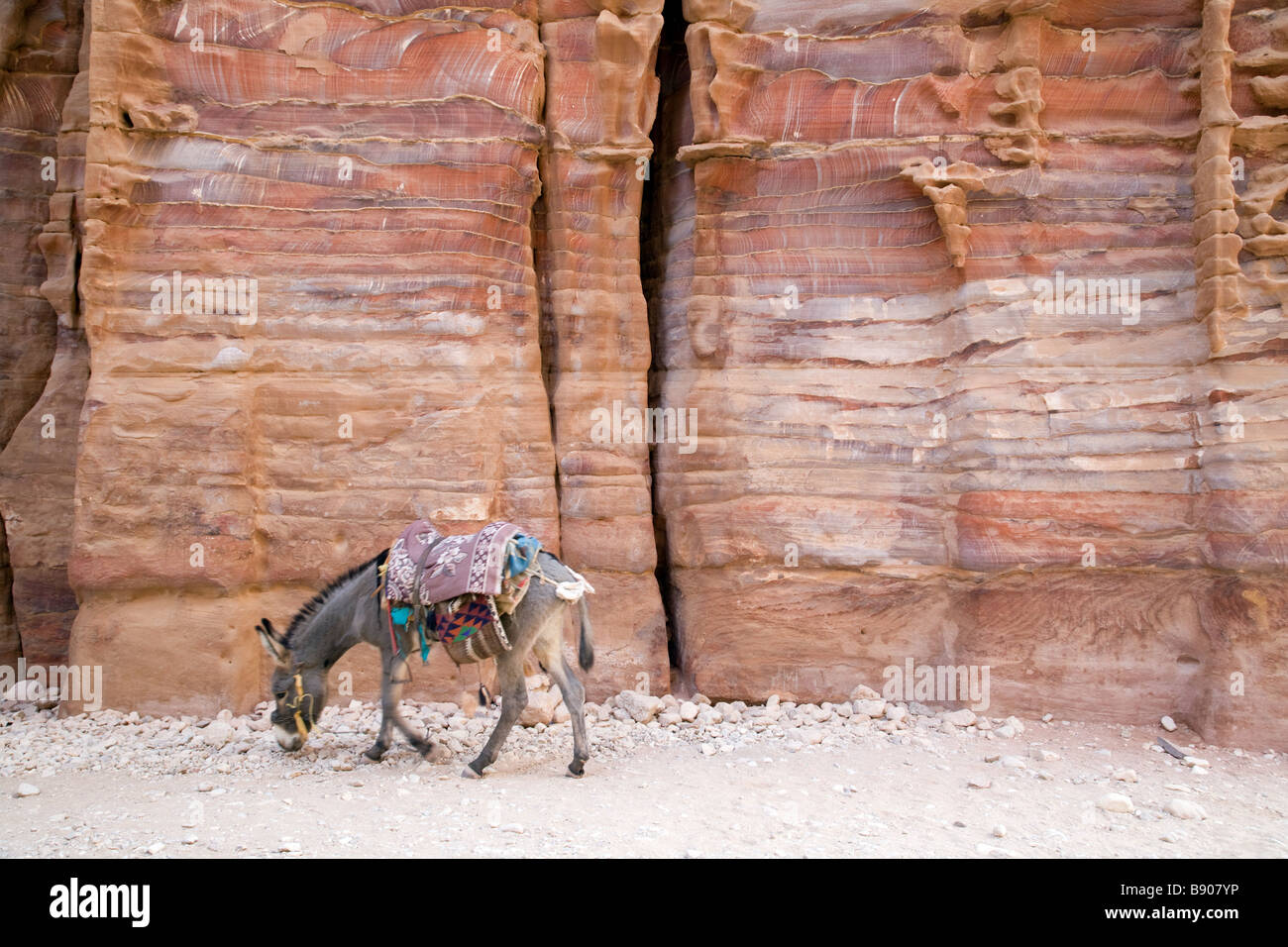 A donkey in front of colourful sandstone rocks, Petra, Jordan Stock ...
