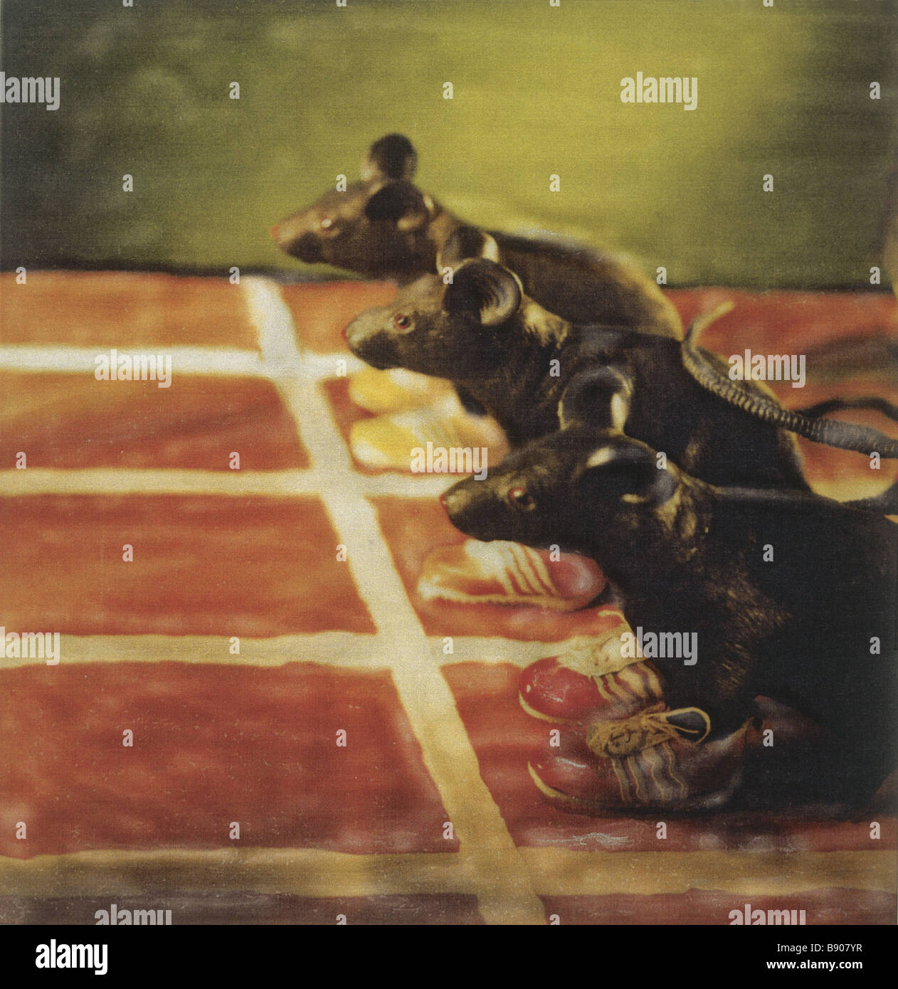 The rat race hi-res stock photography and images - Alamy