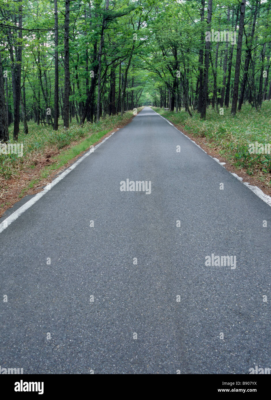 Road through forest Stock Photo - Alamy