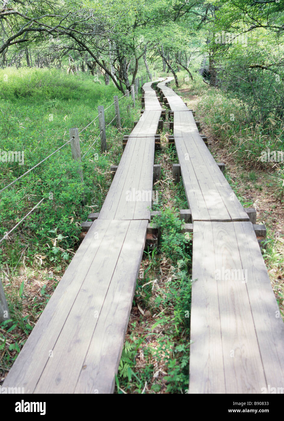 Boardwalk through forest Stock Photo - Alamy