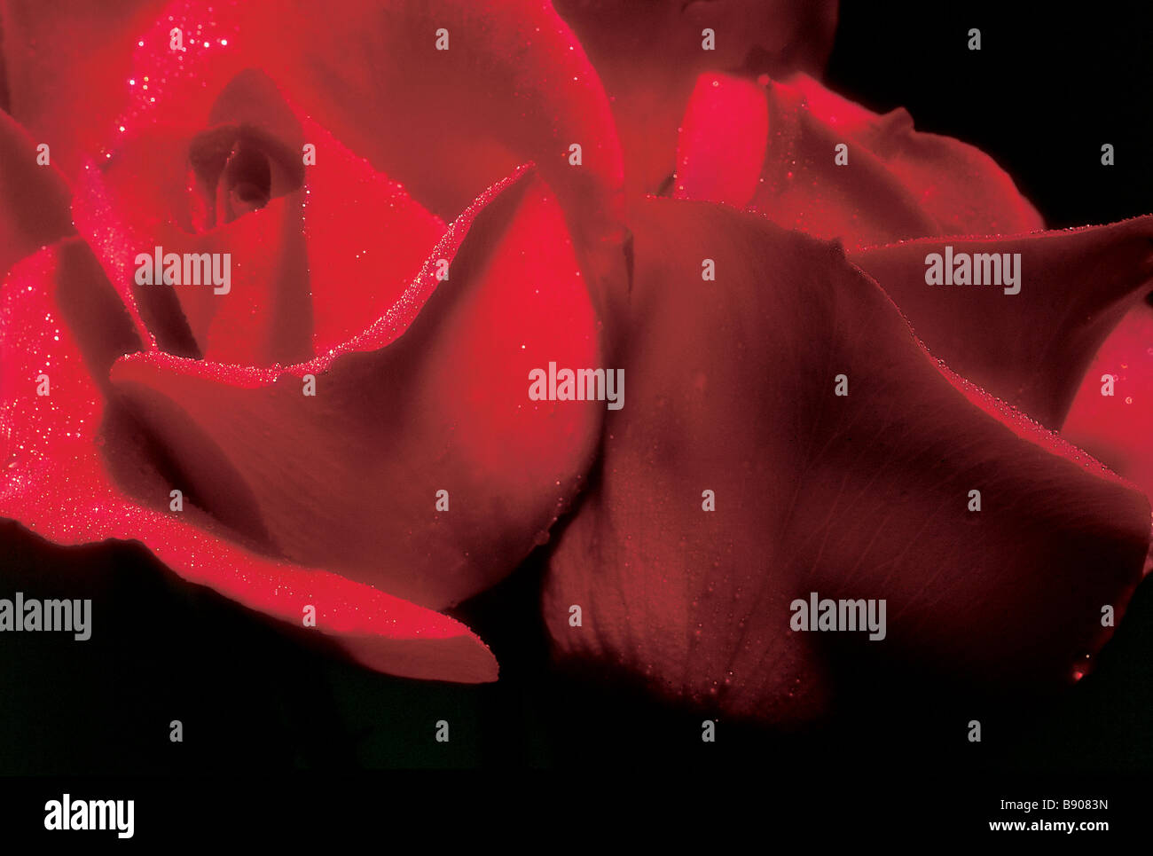 FL0411, A Marsh; Red Roses Stock Photo - Alamy