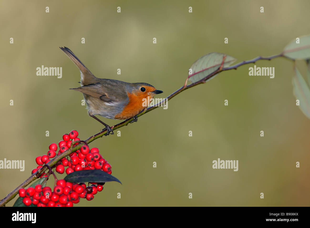 Robin Erithacus rubecula Stock Photo - Alamy