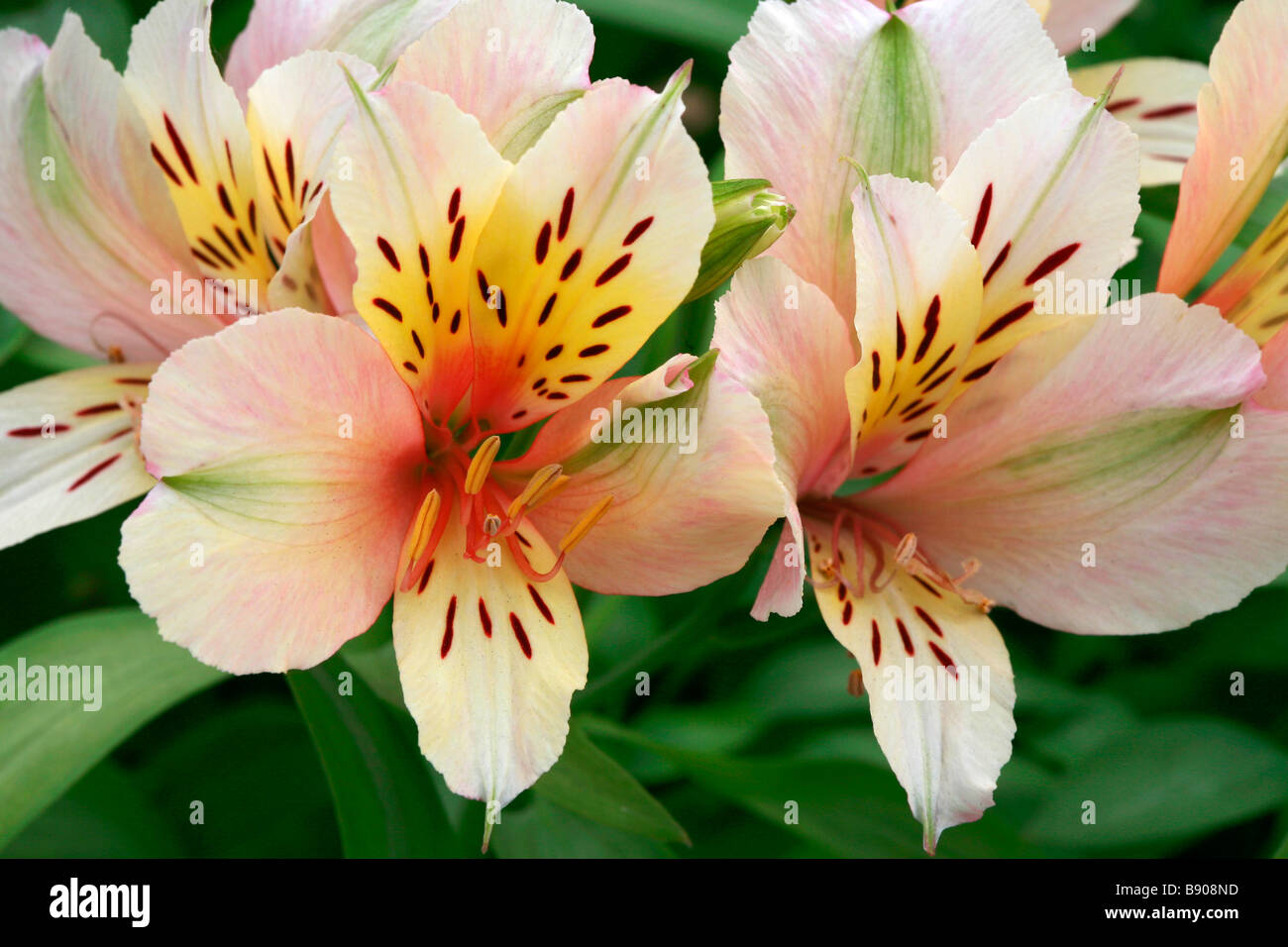 Alstroemeria inca hi-res stock photography and images - Alamy