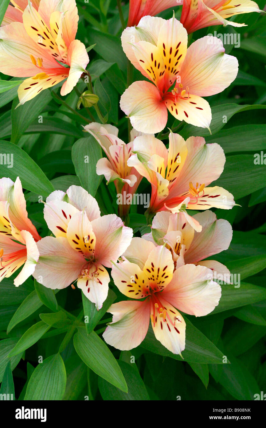 Alstroemeria inca hi-res stock photography and images - Alamy