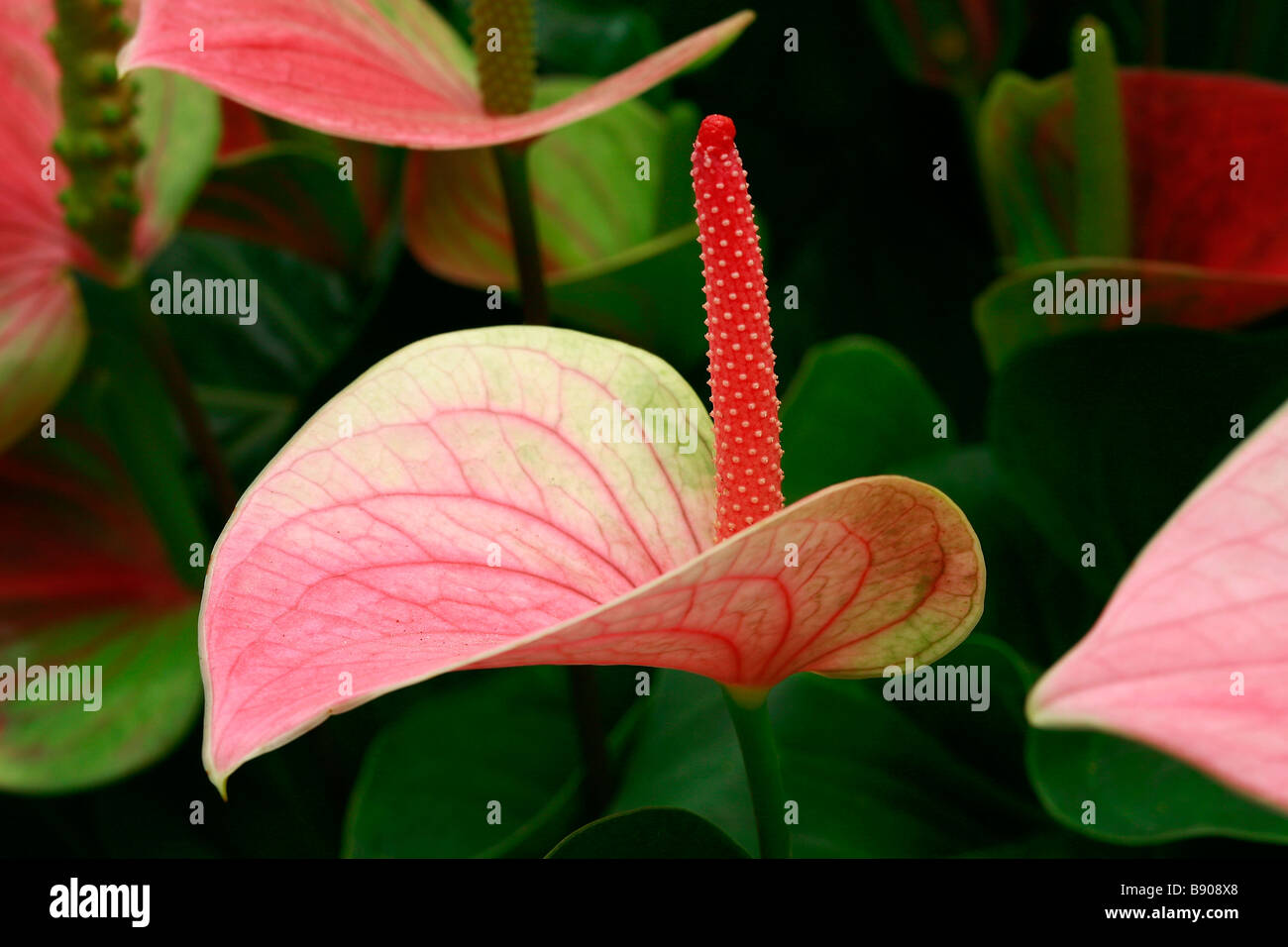 Anthurium andreanum "Fantasy Love Stock Photo - Alamy