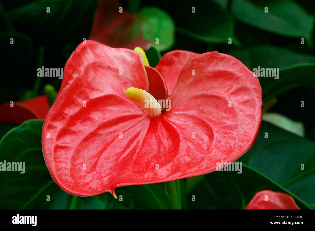 Andreanum hi-res stock photography and images - Alamy