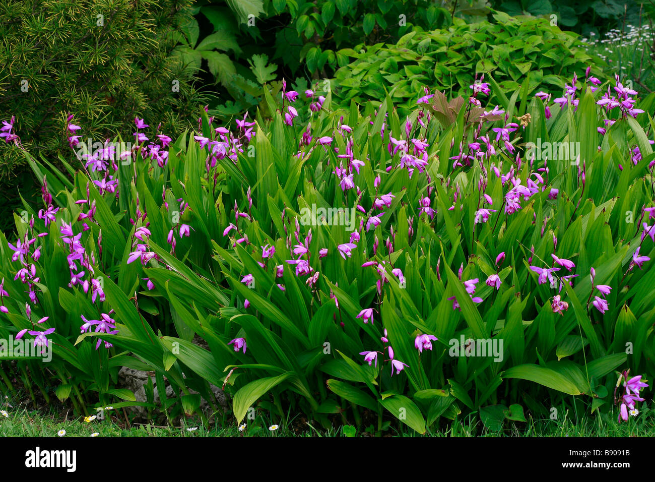 Striata hi-res stock photography and images - Alamy