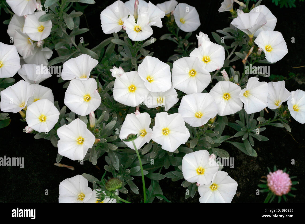 Convolvulus cneorum hi-res stock photography and images - Alamy