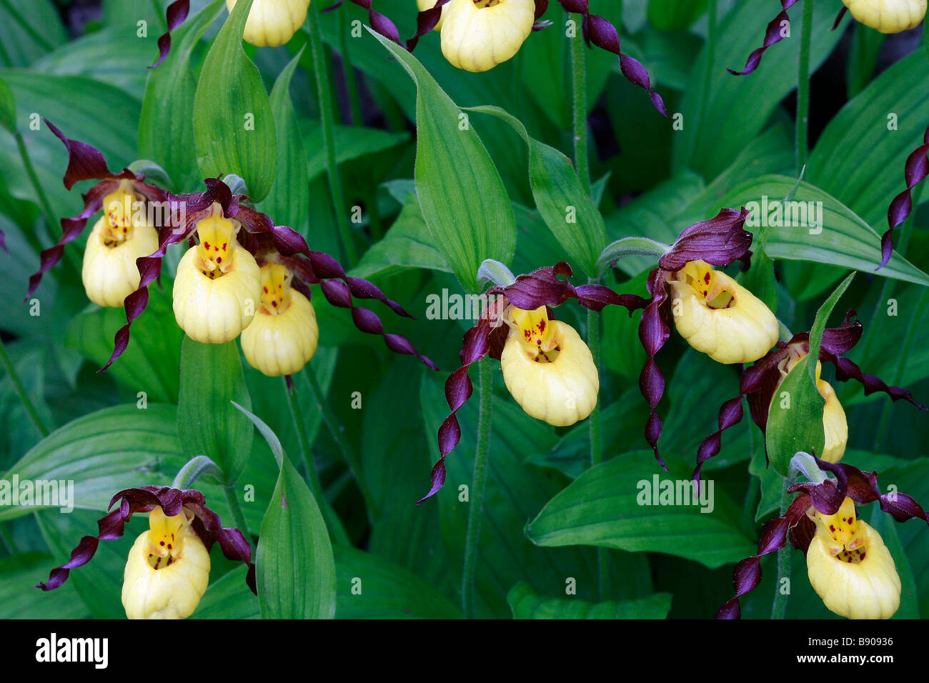 Cypripedium calceolus var hi-res stock photography and images - Alamy