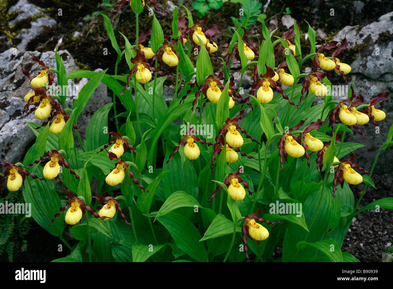Cypripedium calceolus var hi-res stock photography and images - Alamy